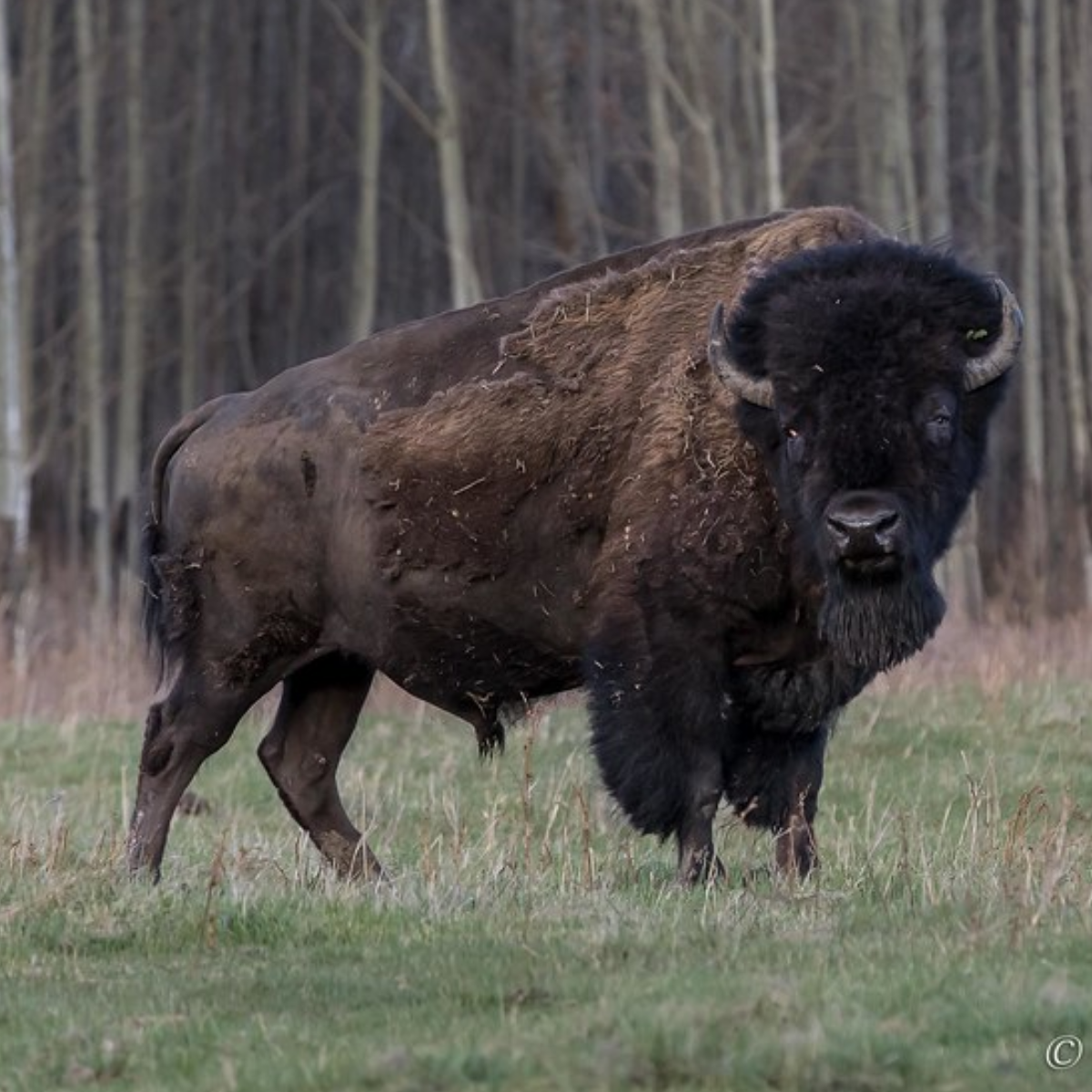 Trophy Buffalo Bull Field Harvest – Hive City