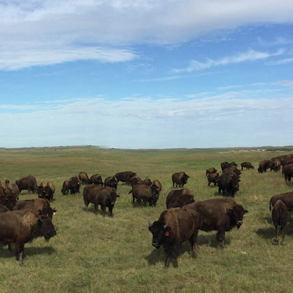 Prime Buffalo Bull Field Harvest – Hive City