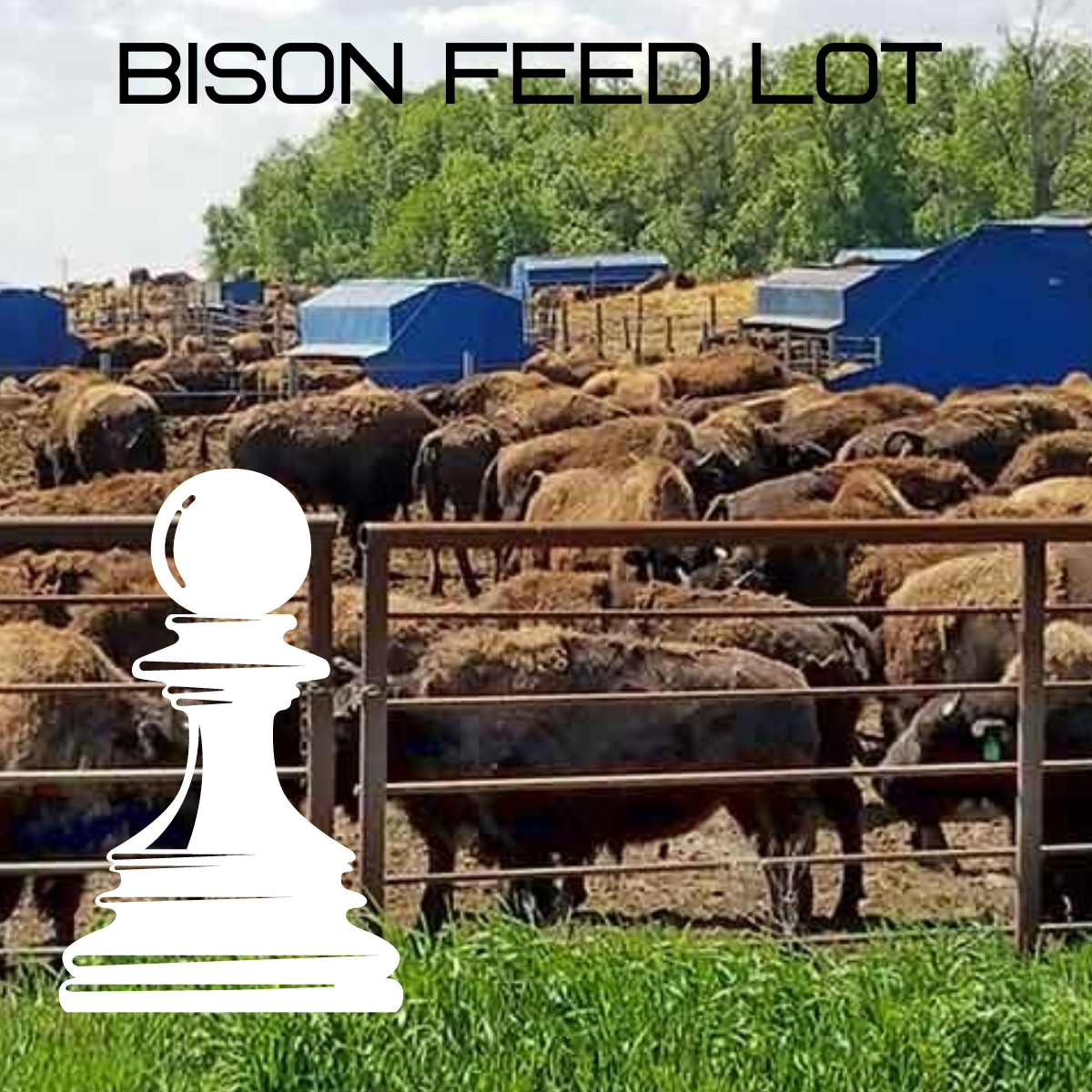 Bison Feed Lot – Hive City